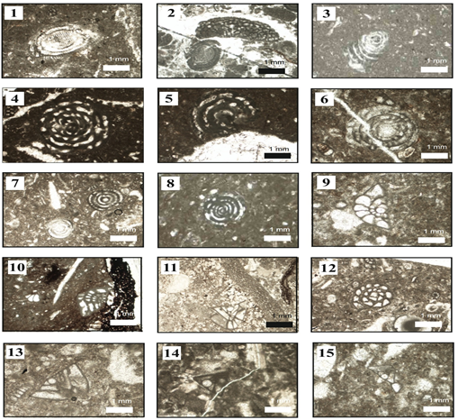 Conscientia Beam || conscientiabeam.com